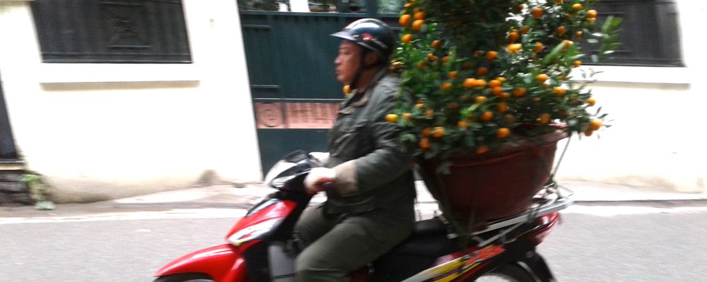 Kumquat trees, before Tet | Joe Lapp