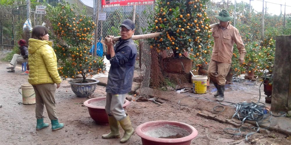 Kumquat trees, before Tet | Joe Lapp